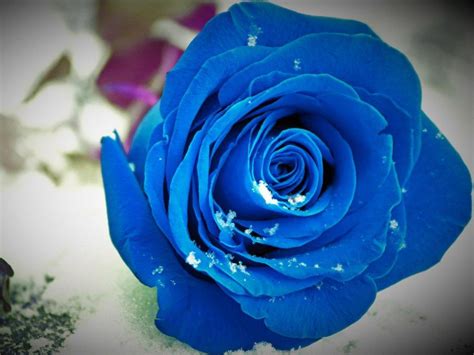 ดอกกุหลาบสีน้ำเงิน รูปภาพดอกไม้สวยๆ