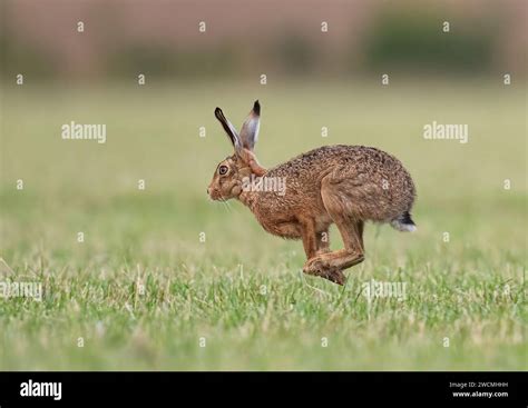 A Brown Hare Lepus Europaeus Accelerating Across The Wheat All