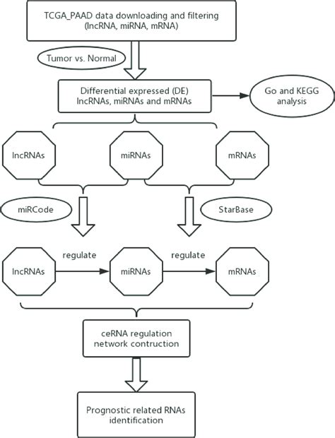 Flow Chart Of Comprehensive Bioinformatics Analysis In The Construction Download Scientific