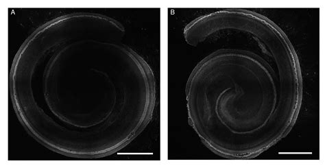 Whole Neonatal Cochlear Explants As An In Vitro Model