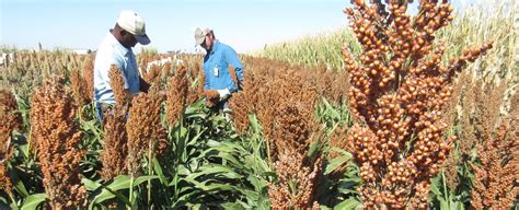 Crop Physiology Amarillo