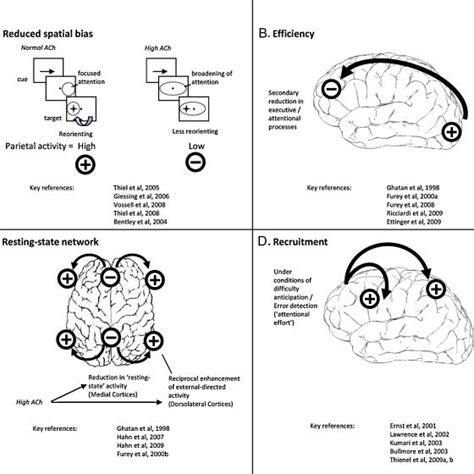 Explanations For Modulations Of Frontoparietal Activations In