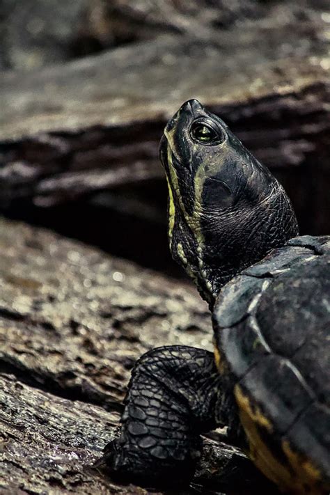 Turtle Chilling Photograph By Brody Benfield Pixels