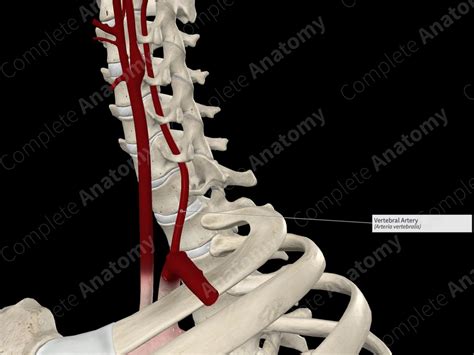 Vertebral Artery Complete Anatomy
