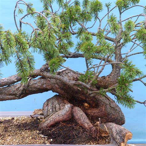 قیمت و خرید بذر بنسای کاج سدروس دئودارا وانیا سید مدل N24