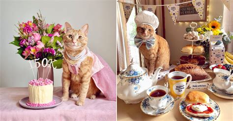 Making More Than Humans” — Cat Influencer Reveals She Earned Rm187000