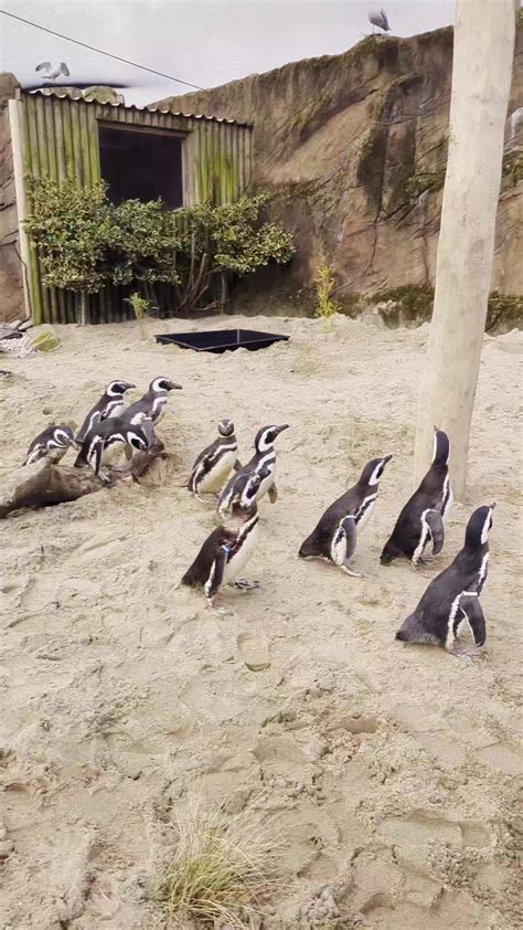 Its Been Two Weeks Since Visitor Favourites The Penguins Returned