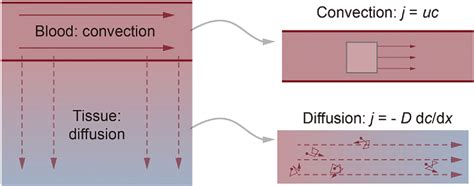 Basic Principles Of Solute Transport To Tissue Download Scientific