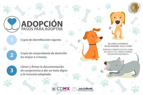 Que Se Necesita Para Adoptar Un Perro