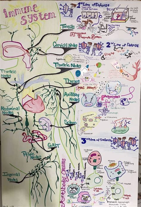 Immune System Mind Map One Pager Mind Map Anatomy And Physiology