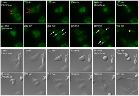Pb Assembly And Disassembly During Cell Division In Living Cells Cells Download Scientific