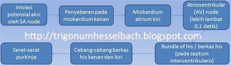 Fikiran Yang Dapat Menjalankan Semuanya Mekanisme Kontraksi Dan