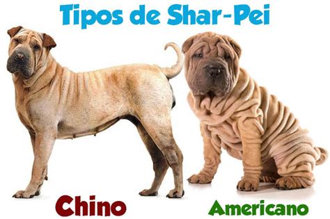 Cuántos tipos de perros Shar Pei hay Blog de ADOPTA un Animal