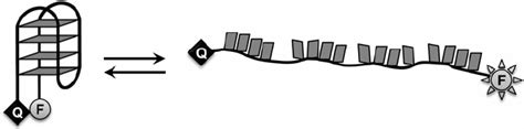 Schematic Representation Of The Fret Based Assay Intramolecular Download Scientific Diagram