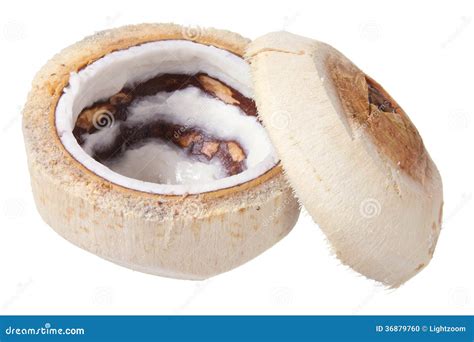 Giovane Noce Di Cocco Fotografia Stock Immagine Di Grezzo 36879760