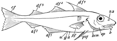 Haddock Clipart Etc