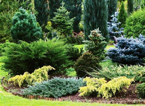 Хвойные деревья и кустарники Завод ФЛОРА