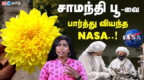 சாமந்தி பூ பற்றி Nasa சொல்வது என்ன Benefits Of Samanthi Flower Ibc