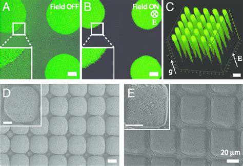 Directed Self Assembly Of Fluorescently Labeled Spherical Colloids