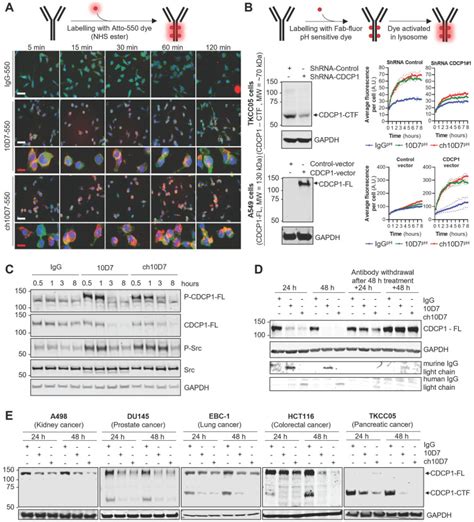 Cub Domain Containing Protein 1 Cdcp1 Is A Rational Target For The