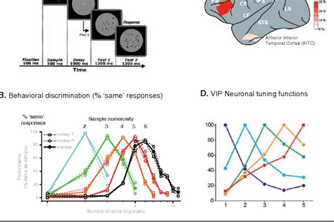 Figure 1 From How Humans Count Numerosity And The Parietal Cortex
