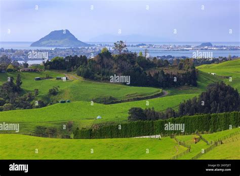 View Of Mount Maunganui New Zealand From A Farm In The Surrounding