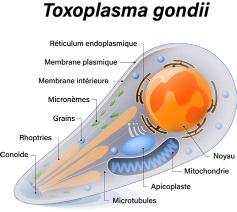 Toxoplasmose Causes Symptômes Et Traitements