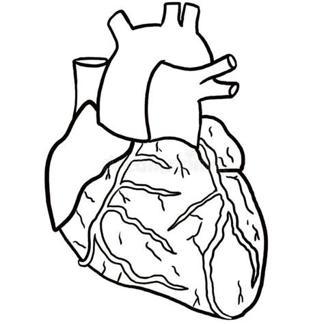 Corazon Humano Dibujo Para Colorear Corazon Mariposa Anatomia Cuerpo