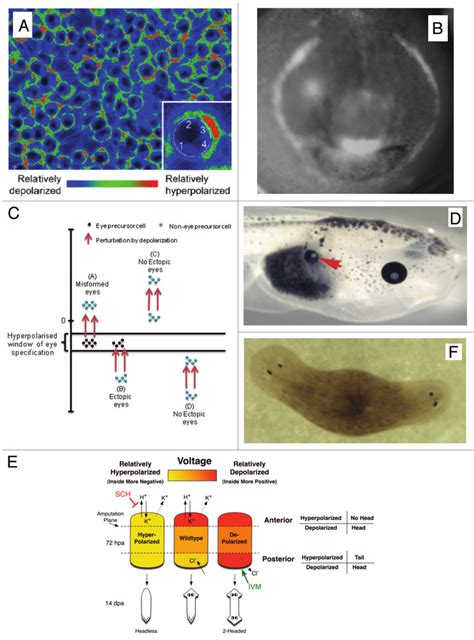 Bioelectric Properties Regulate Large Scale Morphology A