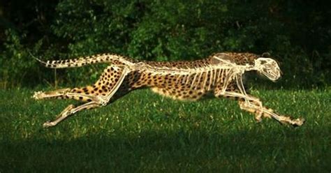 Cheetah Life Cycle Drawing Lilliana Penny
