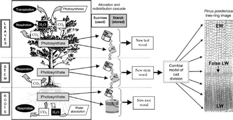 Schematic Of Daily Processes Involved In Modelling Tree Ring δ 13 C