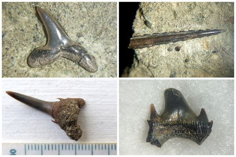 Prehistoric Shark Fossils