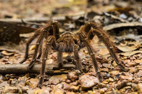 Goliath Bird Eating Spider Eating Chicken Goliath Bird Eating Spider Eating Chicken