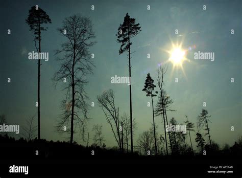 Tree Line At Sunset UK Stock Photo Alamy