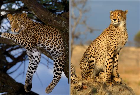 Cheetah Vs Leopard Cheetah Or Leopard Jump Inc