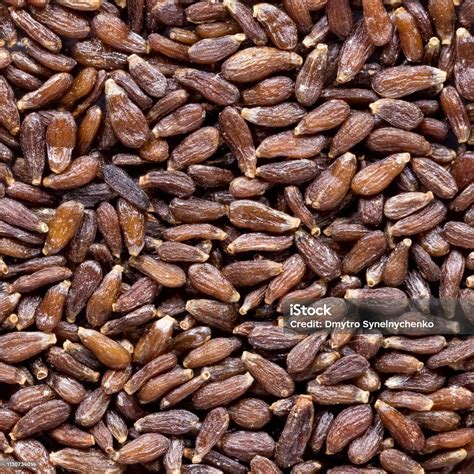 타 라 곤 독특한 정원 위한 텍스처 형태로 고품질 씨앗 사용할 수 있는 씨에 의해 생산 배경에 씨앗과 화려한 포장을 만들 0명에 대한 스톡 사진 및 기타 이미지 Istock