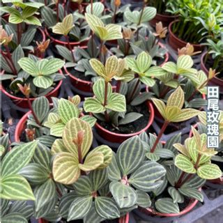 田尾玫瑰園 l 多葉蘭白脈椒草弦月椒草三吋盆 高度約10cm觀葉植物 室內植物 居家綠化 田尾在地商家 蝦皮購物