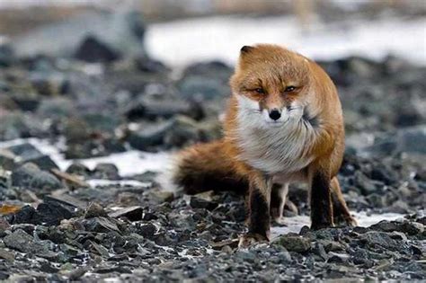 Lindas Fotos De Raposas Fofas Momentos Ternos TudoPorEmail
