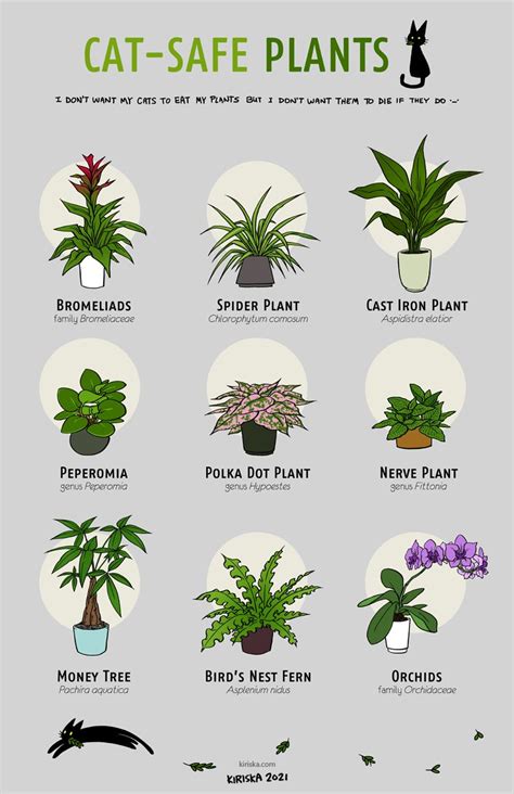 Cat Safe Plants Artofit
