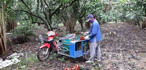 เกษตรบุญเรือง ถ่ า ย ไ ว ๆ ห น่ อ ย ยุ ง ม า เ ป็ น ฝู ง