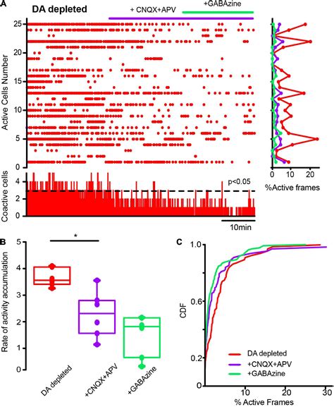 Frontiers Synaptic Determinants Of Cholinergic Interneurons