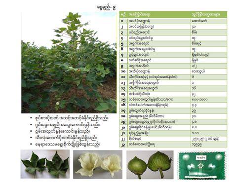 ဝါသီးနှံ မျိုးကွဲအလိုက်အရည်အချင်းလက္ခဏာများ