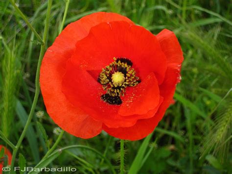 Bella Flor De Amapola Roja Flores Bonitas Amapolas Flores