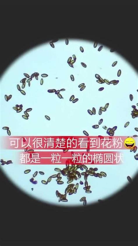 把樱花花粉拿在显微镜下观察仔细看下去很细的粉末 高清1080P在线观看平台 腾讯视频