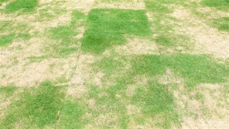Lawn Disease Identification South Africa Turf Disease Guide Large