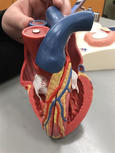 Heart Front View Diagram Quizlet