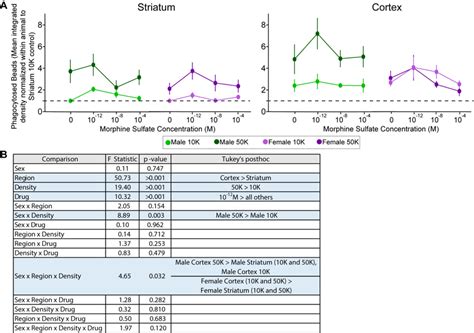 Morphine Modulates Influence Of Density Region And Sex On Amount Of