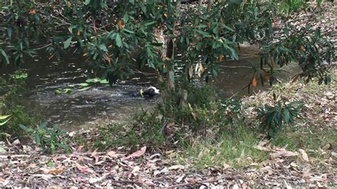 My Beautiful Amstaffs Youtube