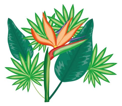 열 대 Heliconia 꽃과 잎 식물 프리미엄 벡터
