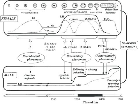 Schematic Model Of Female Pheromones Exerting Primer And Releaser